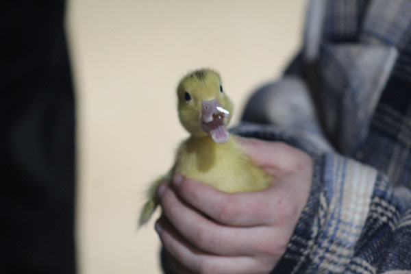 Foie Gras or Faux Pas: CIA Student Tours a Foie Gras Farm | Culinary ...